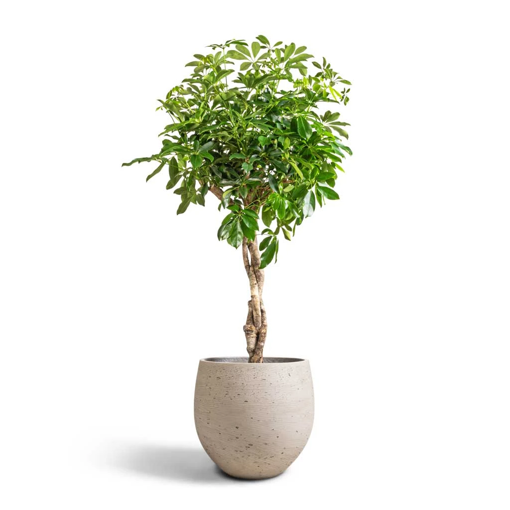 Experience Luxury with 100% Premium Schefflera Arboricola Compacta ...